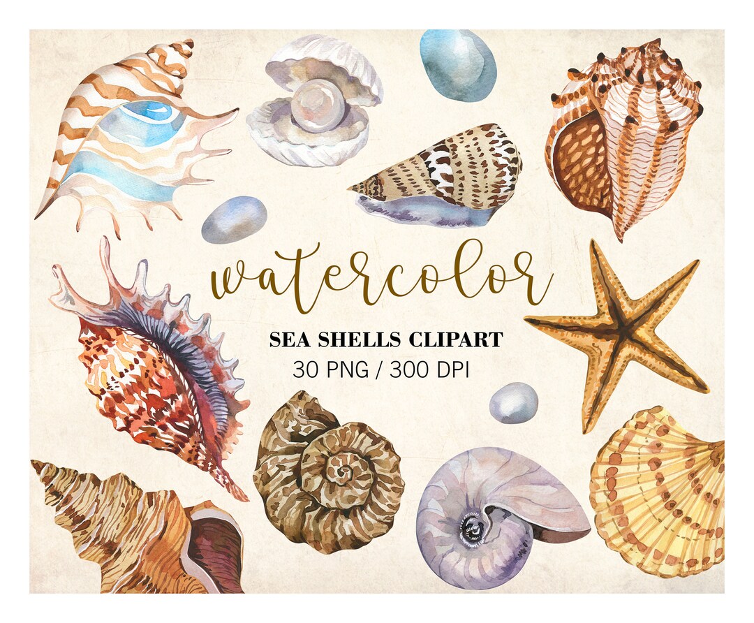 Watercolor Sea Shells Clipart, Ocean Clipart, Watercolor Shells ...