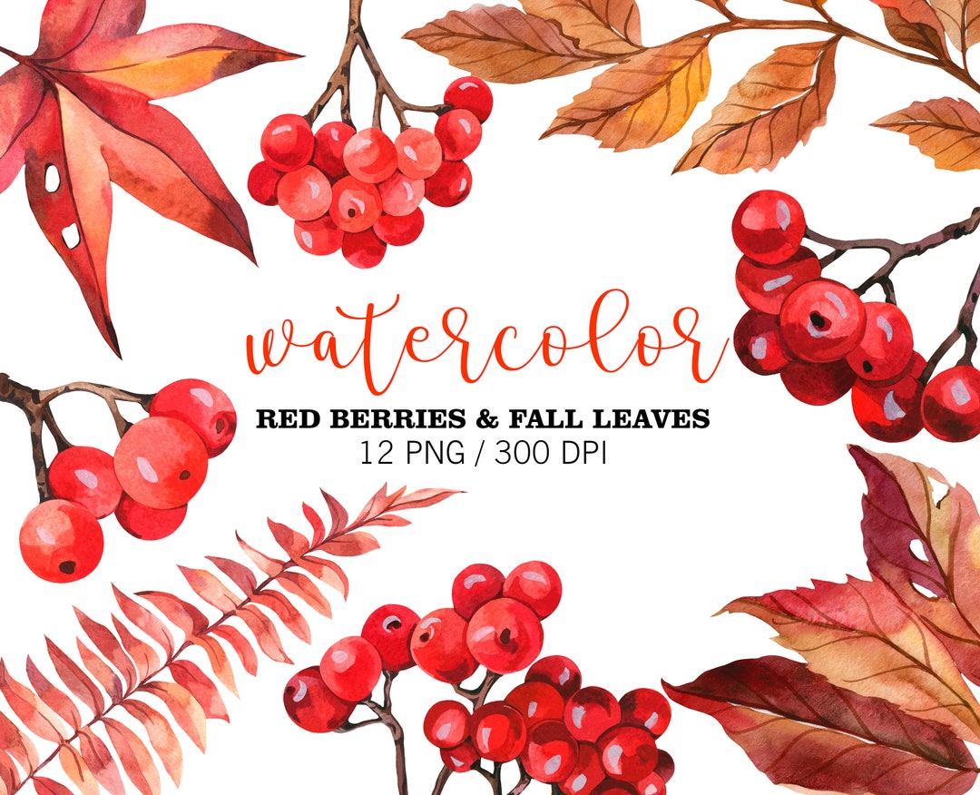 Watercolor Fall Clipart, Red Berries Clipart, PNG, Berry Brunches ...