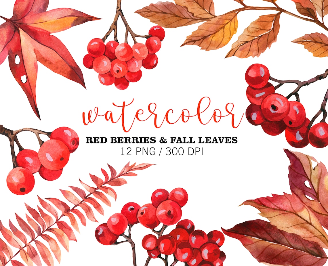 Watercolor Fall Clipart Red Berries Clipart PNG Berry - Etsy