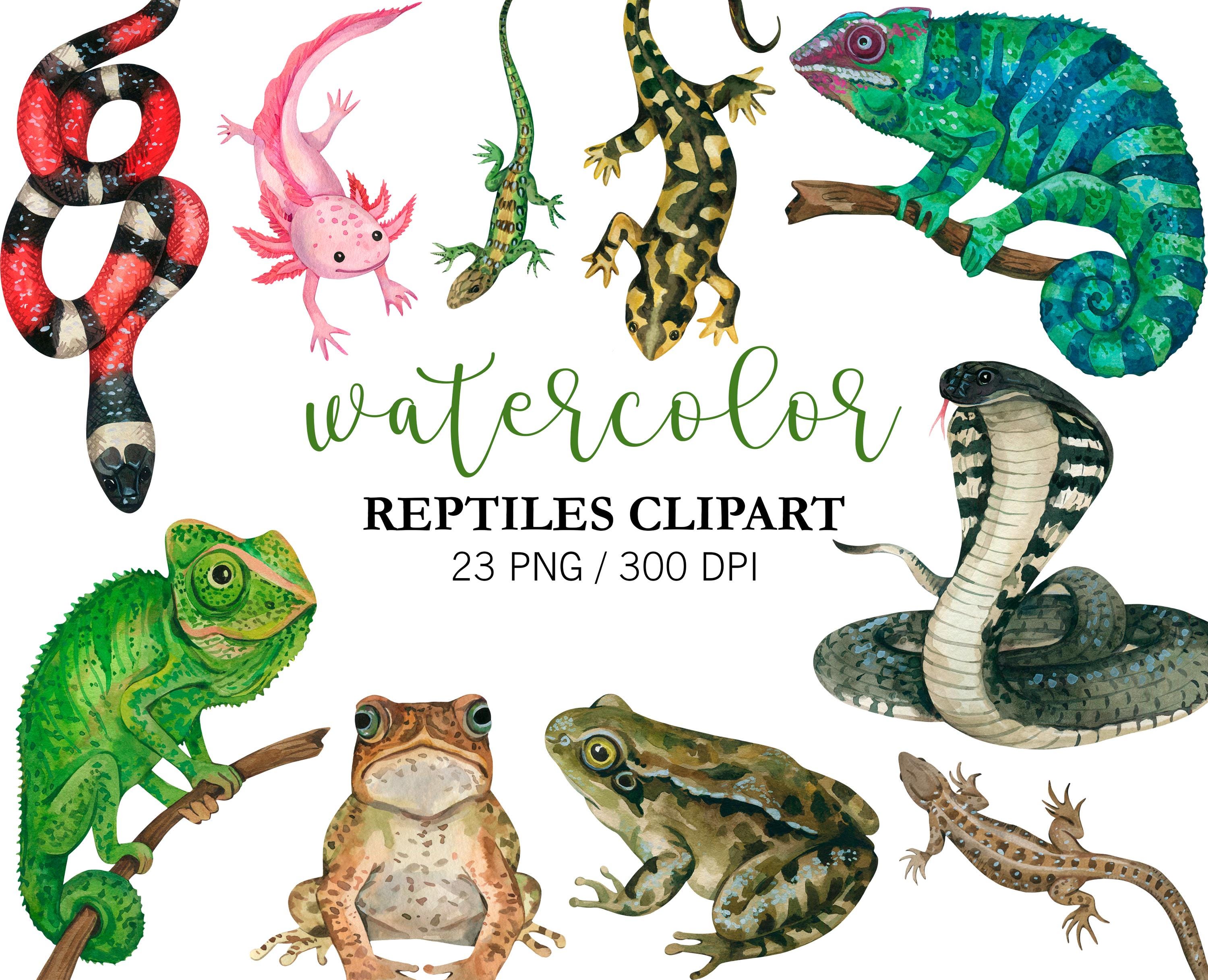 Watercolor Reptile Clipart: Hand-drawn Frogs, Snakes, Lizards (PNG ...
