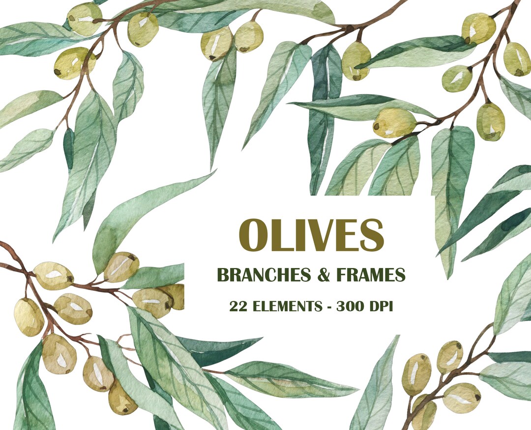 Imágenes prediseñadas de olivo de acuarela, imágenes prediseñadas de ...