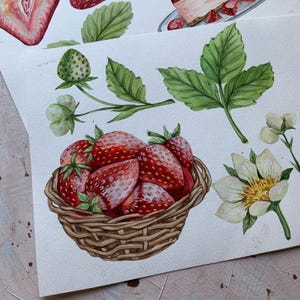 Watercolor Hand Painted Strawberry Clipart, Strawberry PNG, Summer ...