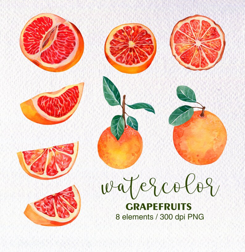Grapefruit Clipart Watercolor Citrus Clipart Citrus Fruit - Etsy