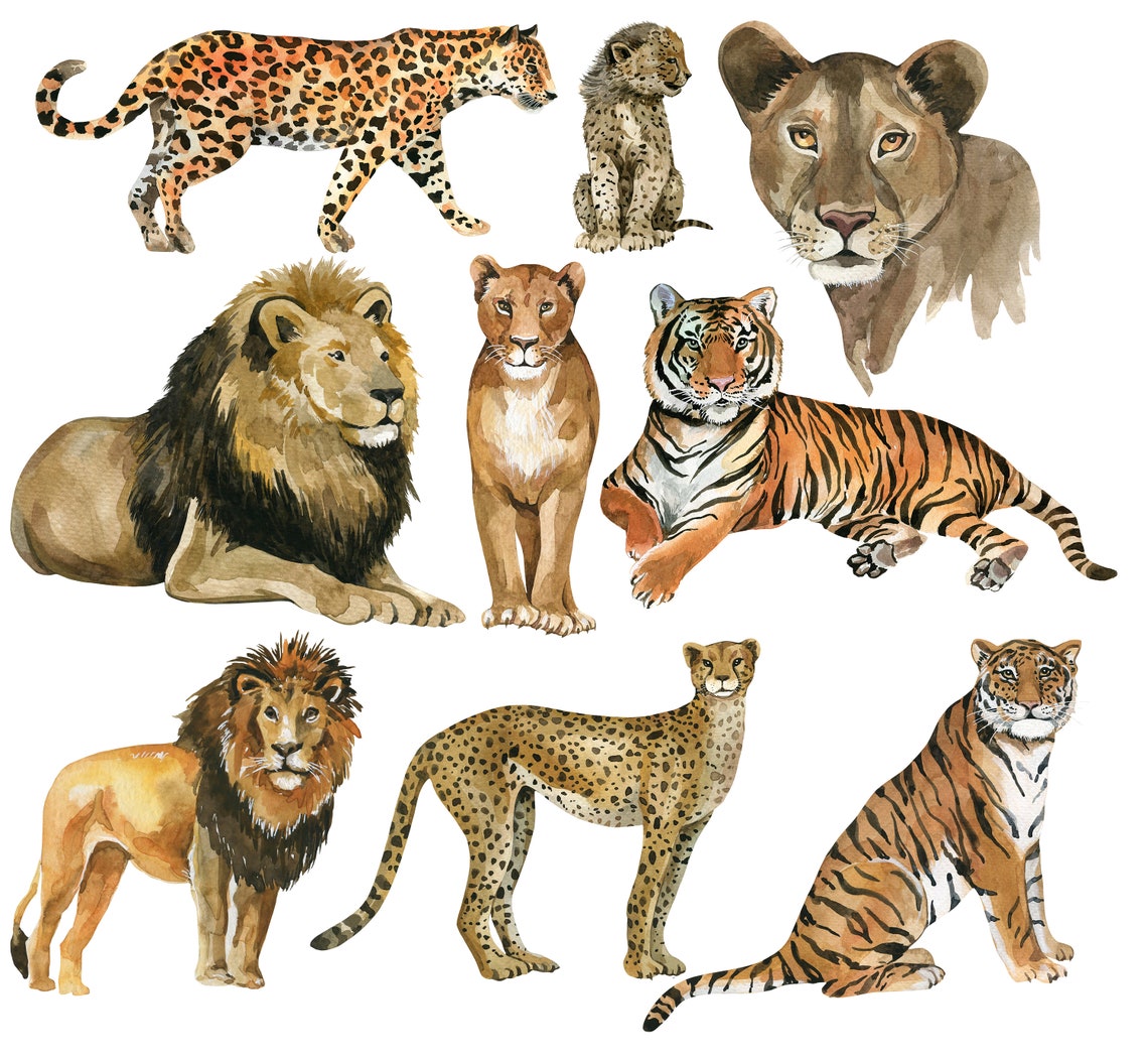 Watercolor Wild Cats Clipart, Animals Clipart, Nursery Decor, PNG, Lion ...