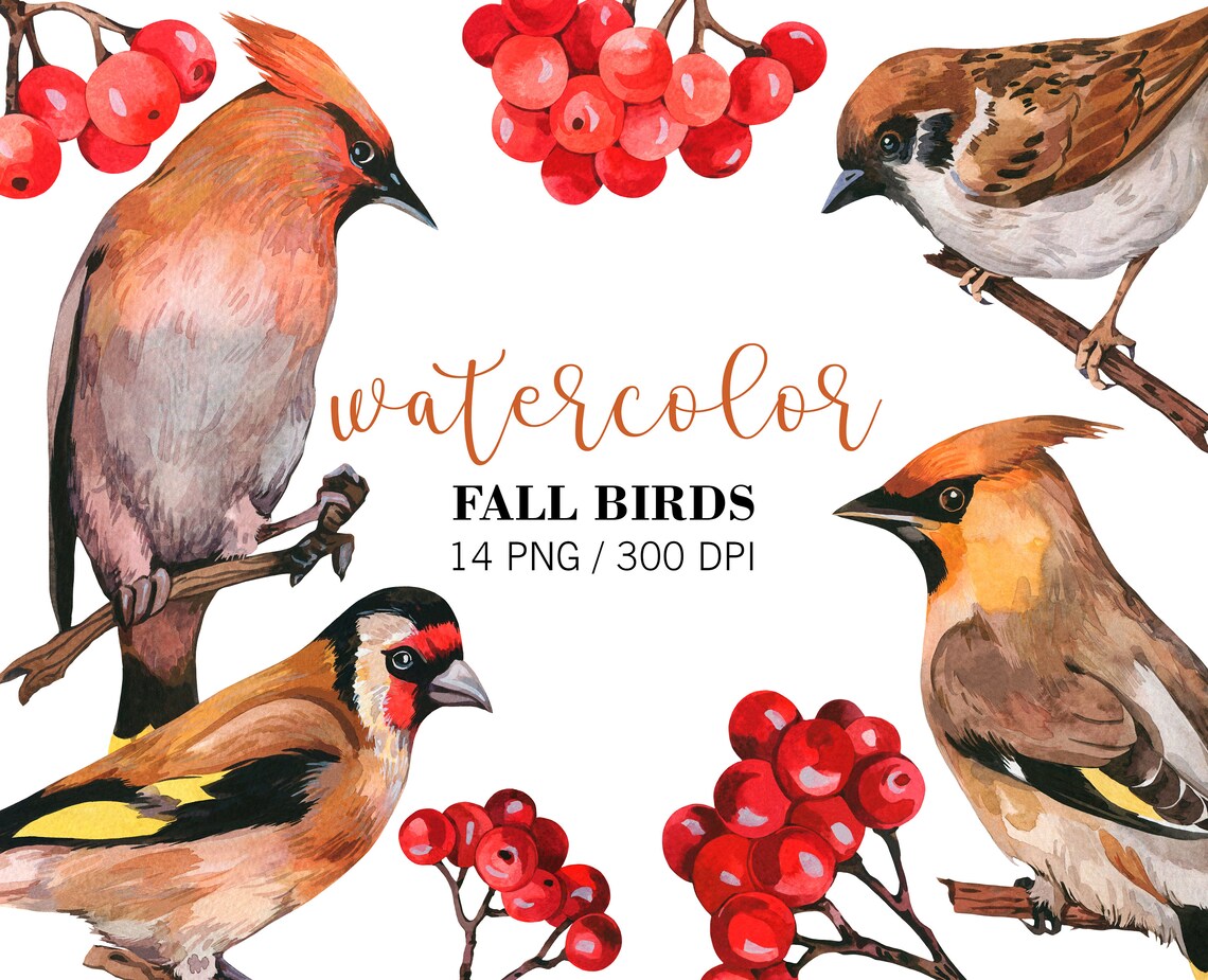 Watercolor Bird Clipart Fall Clipart Hand Painted Birds Red - Etsy