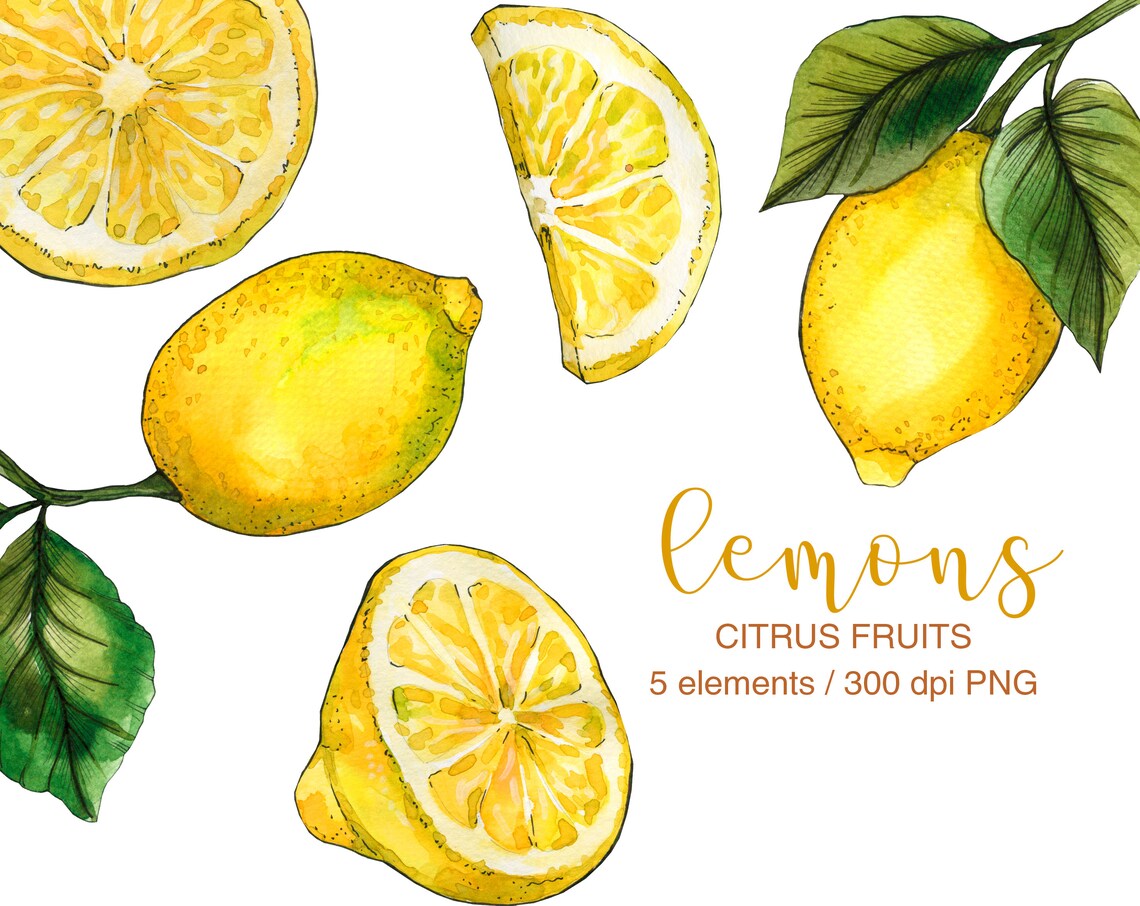 Watercolor Citrus Fruits Clipart Citrus Clipart Lemon PNG - Etsy