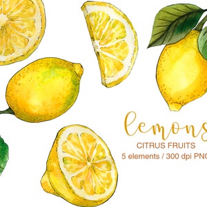 Watercolor Citrus Fruits Clipart, Citrus Clipart, Lemon PNG, Lime ...