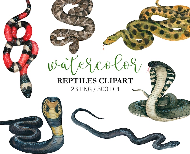 Watercolor Reptile Clipart: Hand-drawn Frogs, Snakes, Lizards (PNG ...