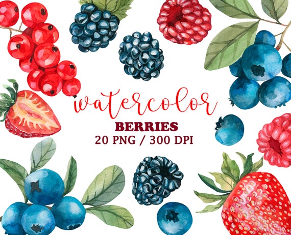 Watercolor Berries Clipart Summer Clipart Hand Drawn - Etsy