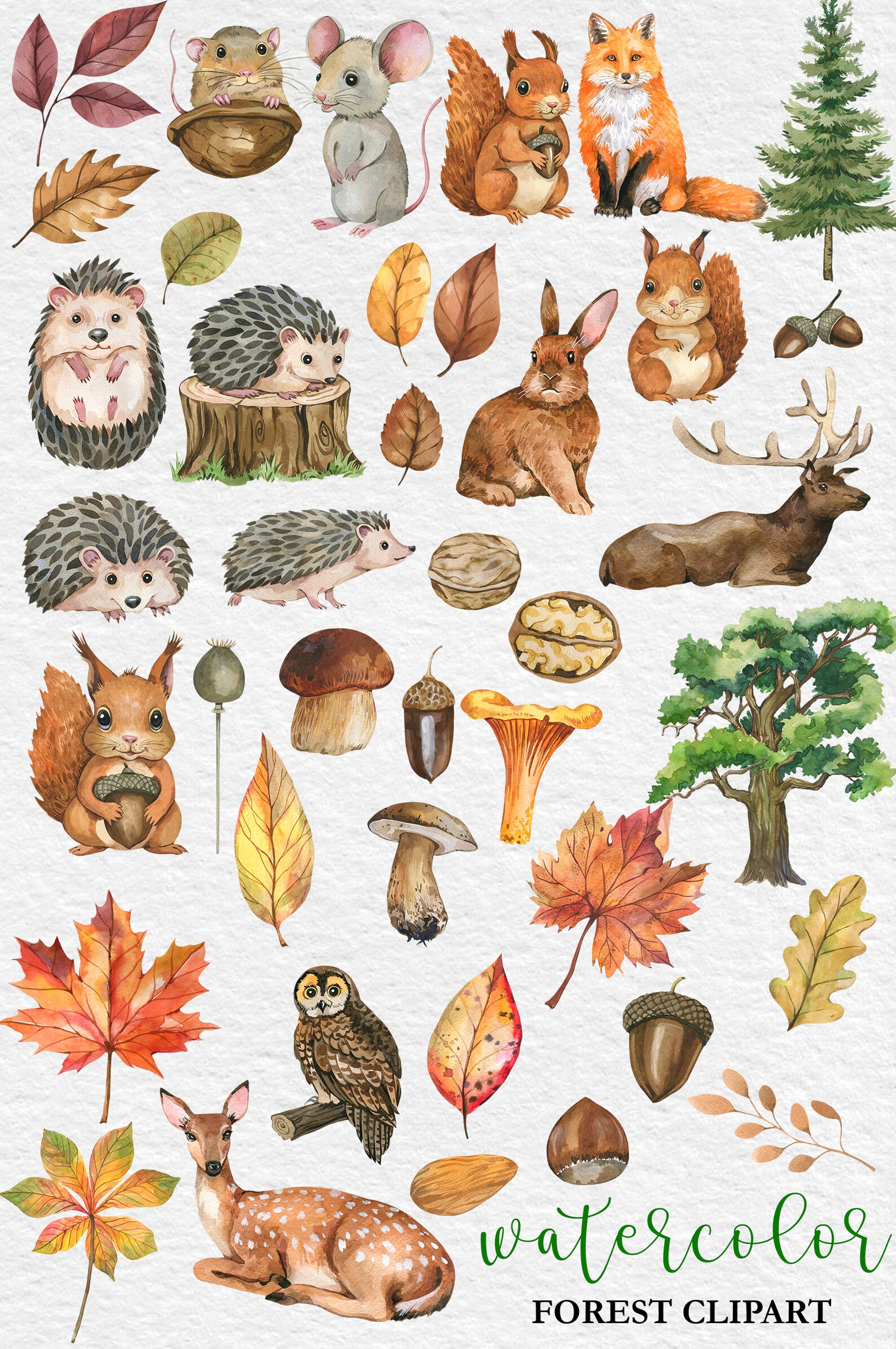 Watercolor Forest Animal Clipart PNG, Watercolor Animals Clipart ...
