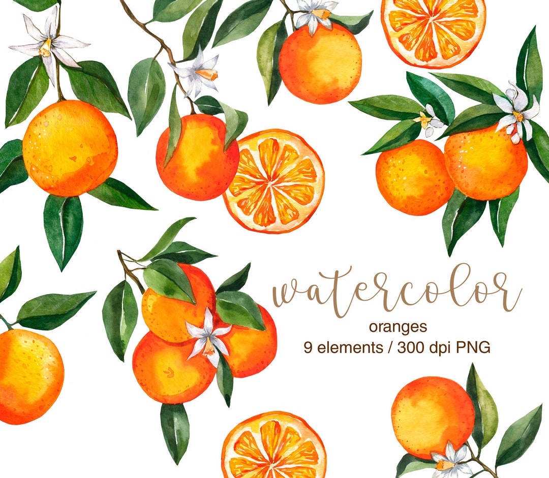 Watercolor Oranges, PNG, Set of Citrus Oranges, Hand-painted Clip Art ...