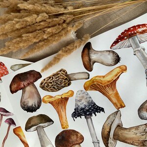 Watercolor Mushrooms Clipart, Fall Clipart, Thanksgiving Clipart, Fall ...