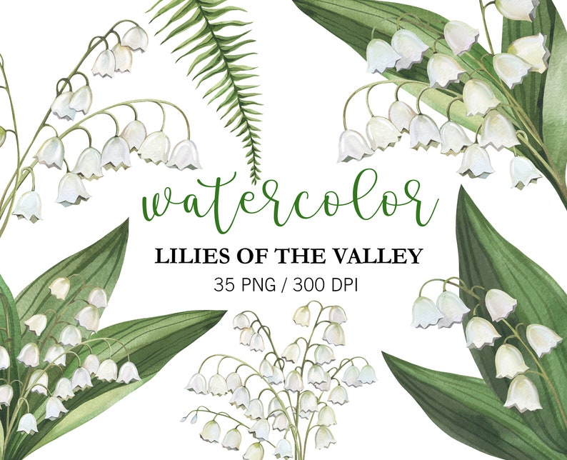 Watercolor Lily of the Valley Clipart Floral Clipart - Etsy