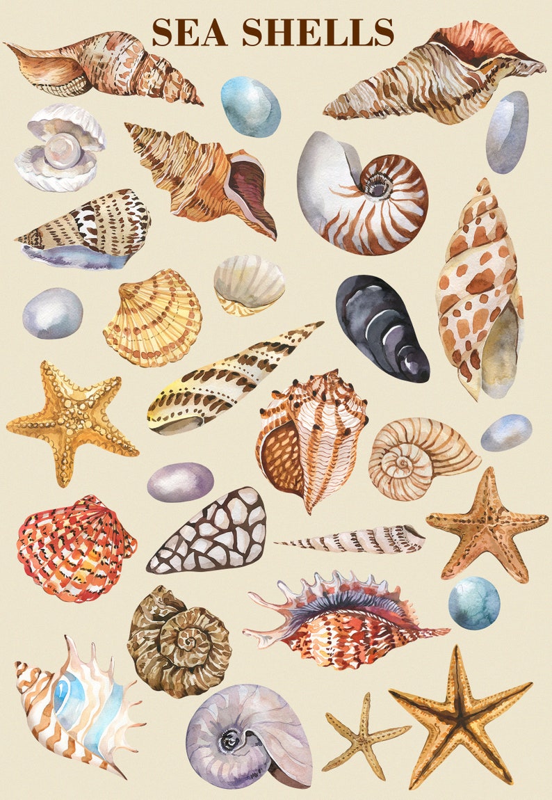 Watercolor Sea Shells Clipart Ocean Clipart Watercolor | Etsy