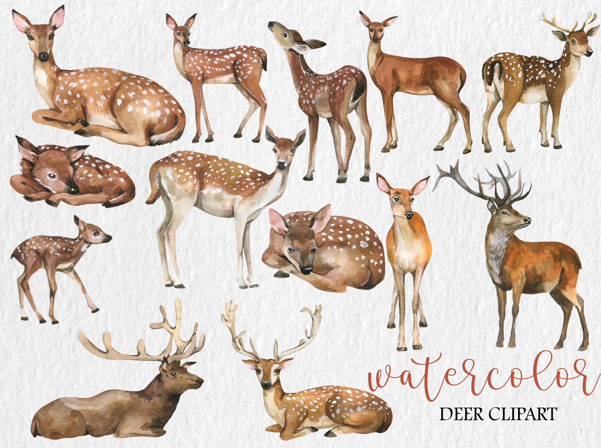 Watercolor Deer Clipart Nursery Decor Deer PNG Watercolor - Etsy