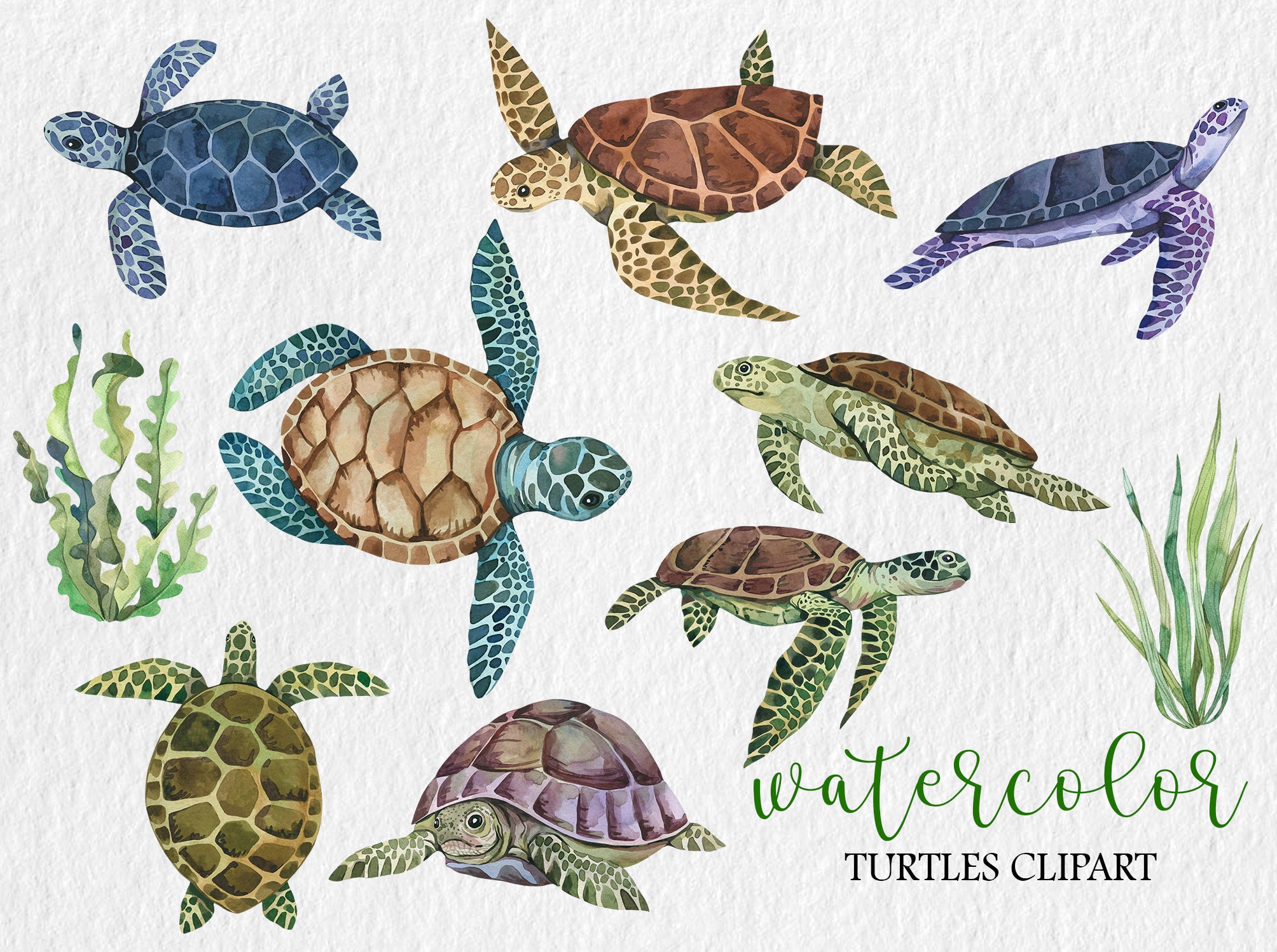 Watercolor Sea Turtles Clipart Clipart, Cute Turtle PNG for Baby Shower ...