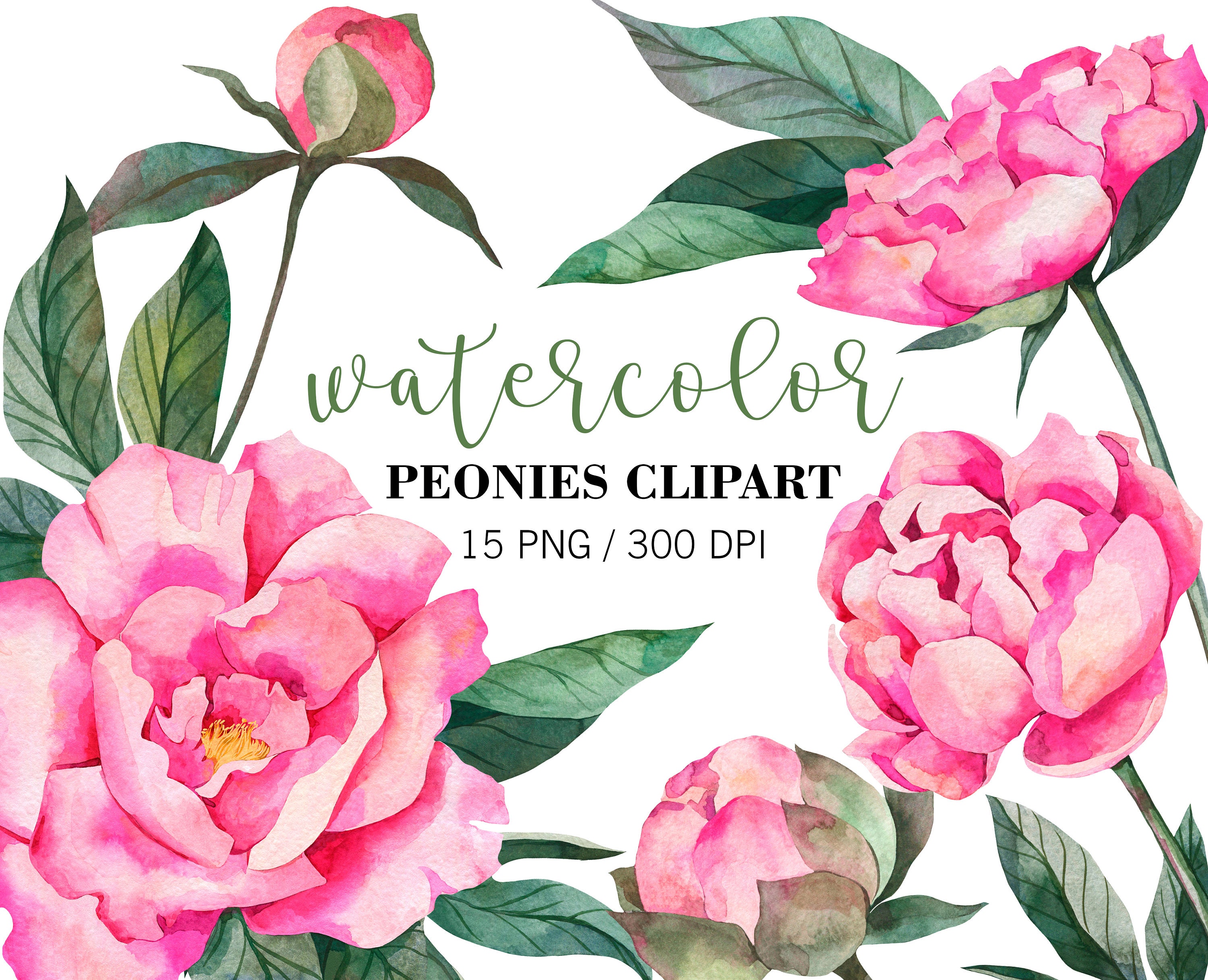 Watercolor Peony Clipart Peonies Flower Clipart Wedding - Etsy