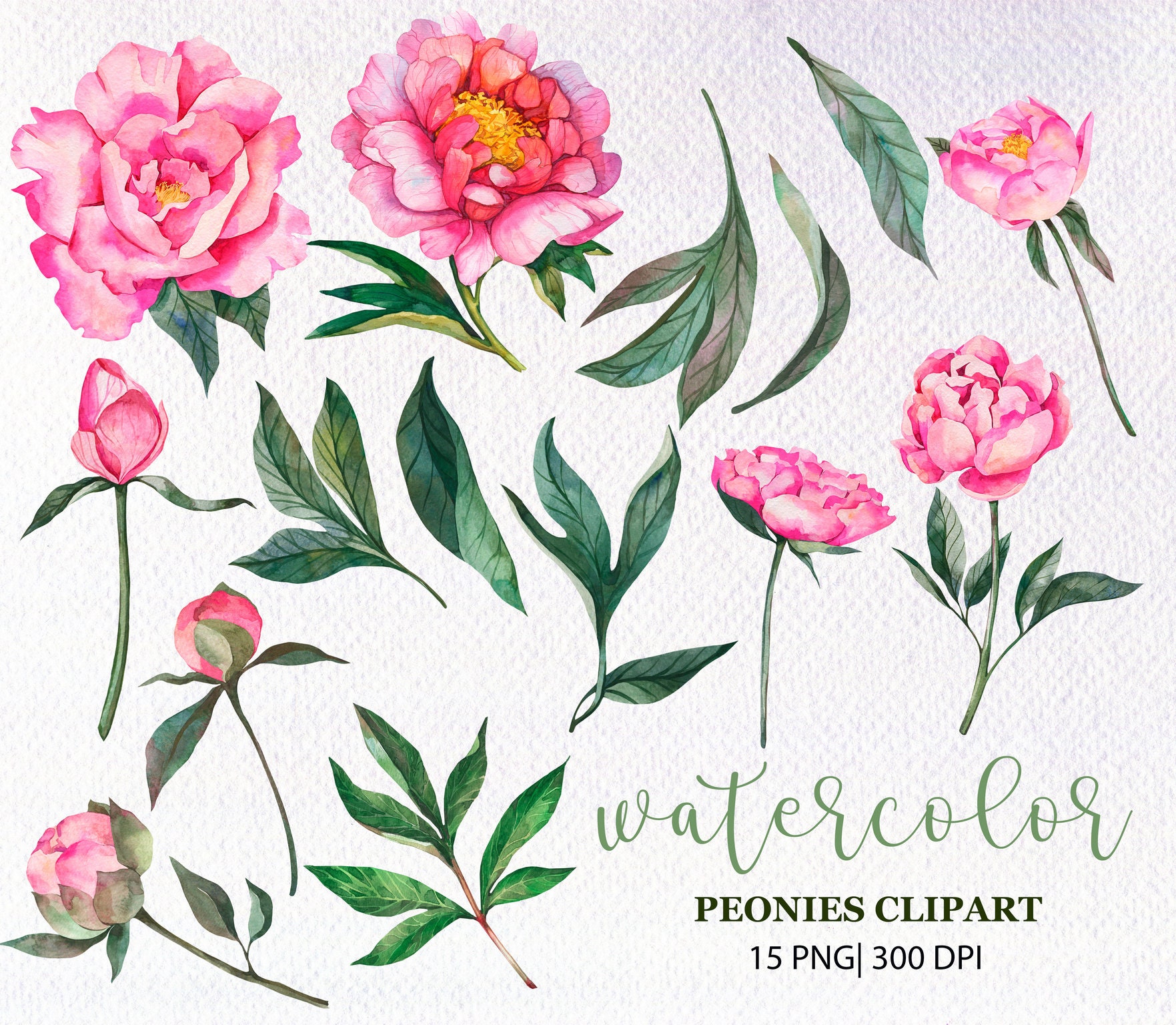 Watercolor Peony Clipart Peonies Flower Clipart Wedding - Etsy