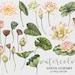 Watercolor Lotus Clipart, Water Lilies, Lotus Flower, Lotus Green ...