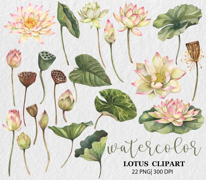 Watercolor Lotus Clipart, Water Lilies, Lotus Flower, Lotus Green ...