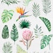 Watercolor Tropical Leaves Clipart, Monstera Clipart, Jungle Clipart ...