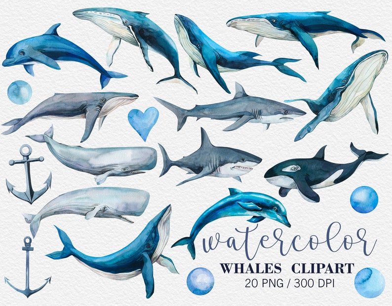 Watercolour Whale Clipart, Dolphin Clipart, Watercolor Sea Animals,blue ...