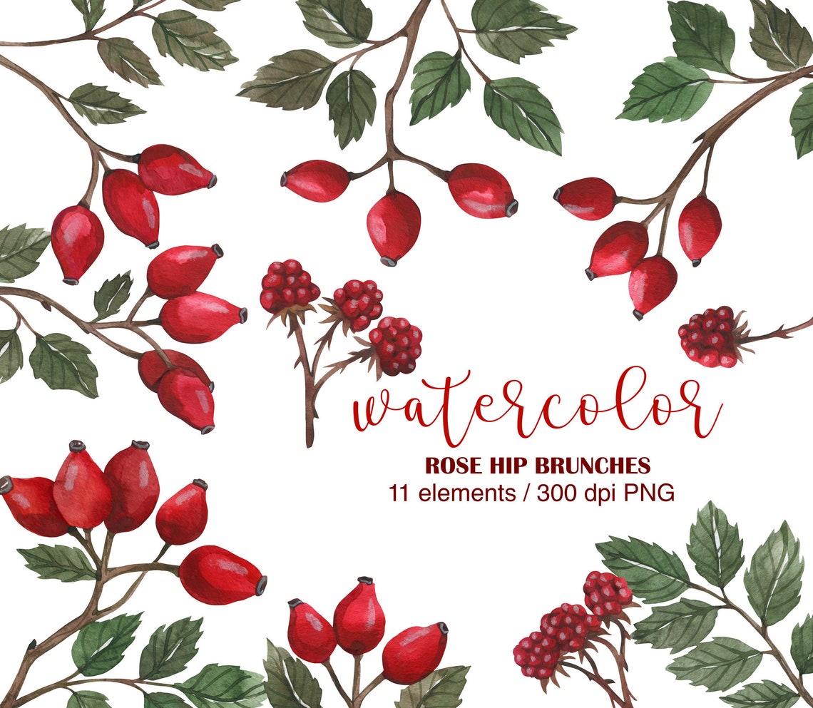 Watercolor Rose Hip Clip Art. Wild Rose Watercolor Clipart. - Etsy