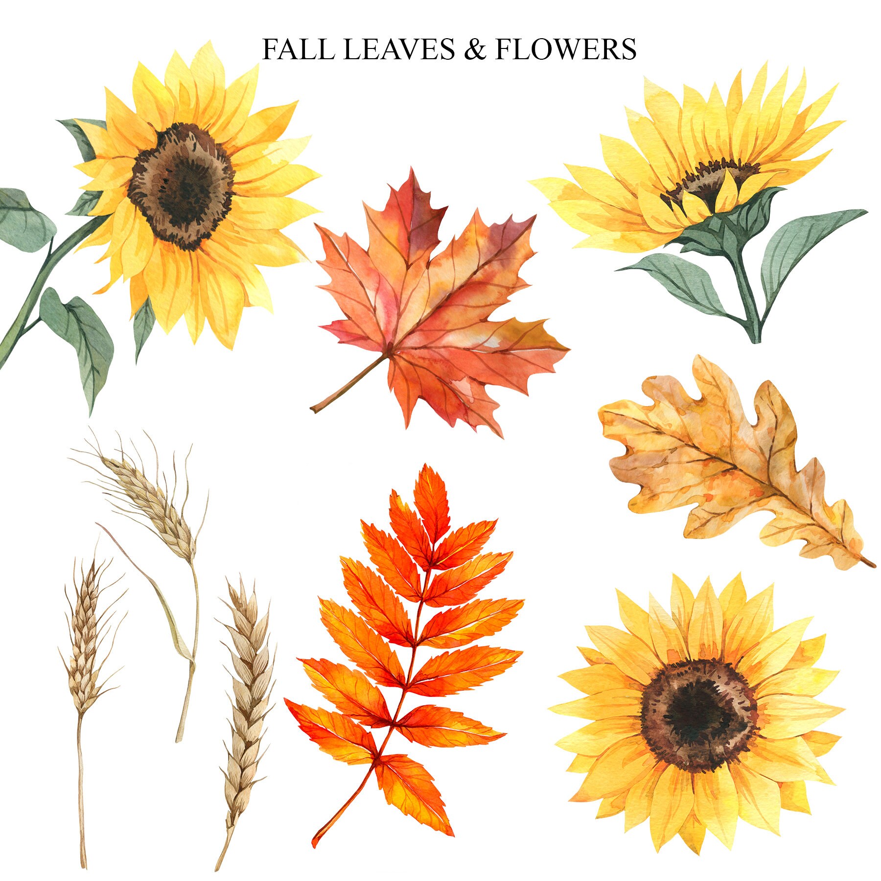 Watercolor Thanksgiving Clipart Fall Clipart Fall Decor - Etsy