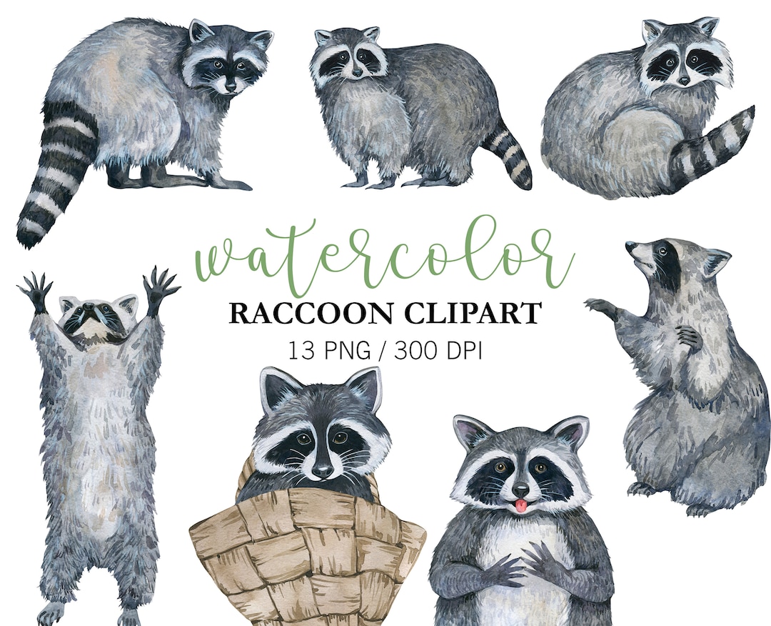 Watercplor Raccoon Clipart PNG Hand Painted Animals Clipart Raccoon ...