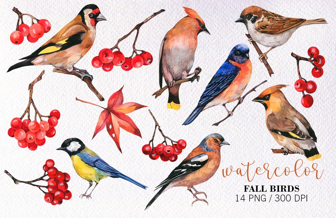 Watercolor Bird Clipart Fall Clipart Hand Painted Birds Red - Etsy