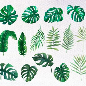 Watercolor Tropical Leaves Clipart, Monstera Clipart, Jungle Clipart ...
