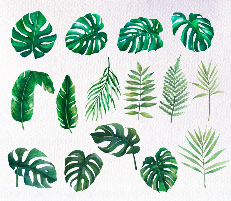 Watercolor Tropical Leaves Clipart Monstera Clipart Jungle - Etsy