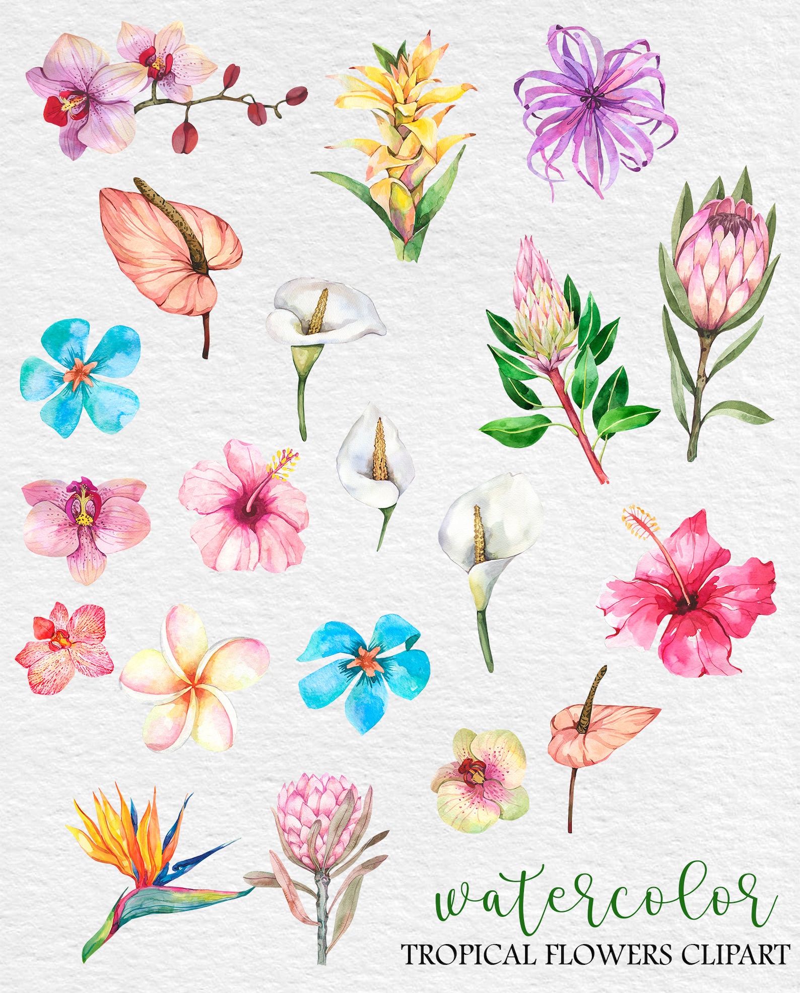 Watercolor Tropical Flowers Clipart, Tropical Clipart PNG Floral ...