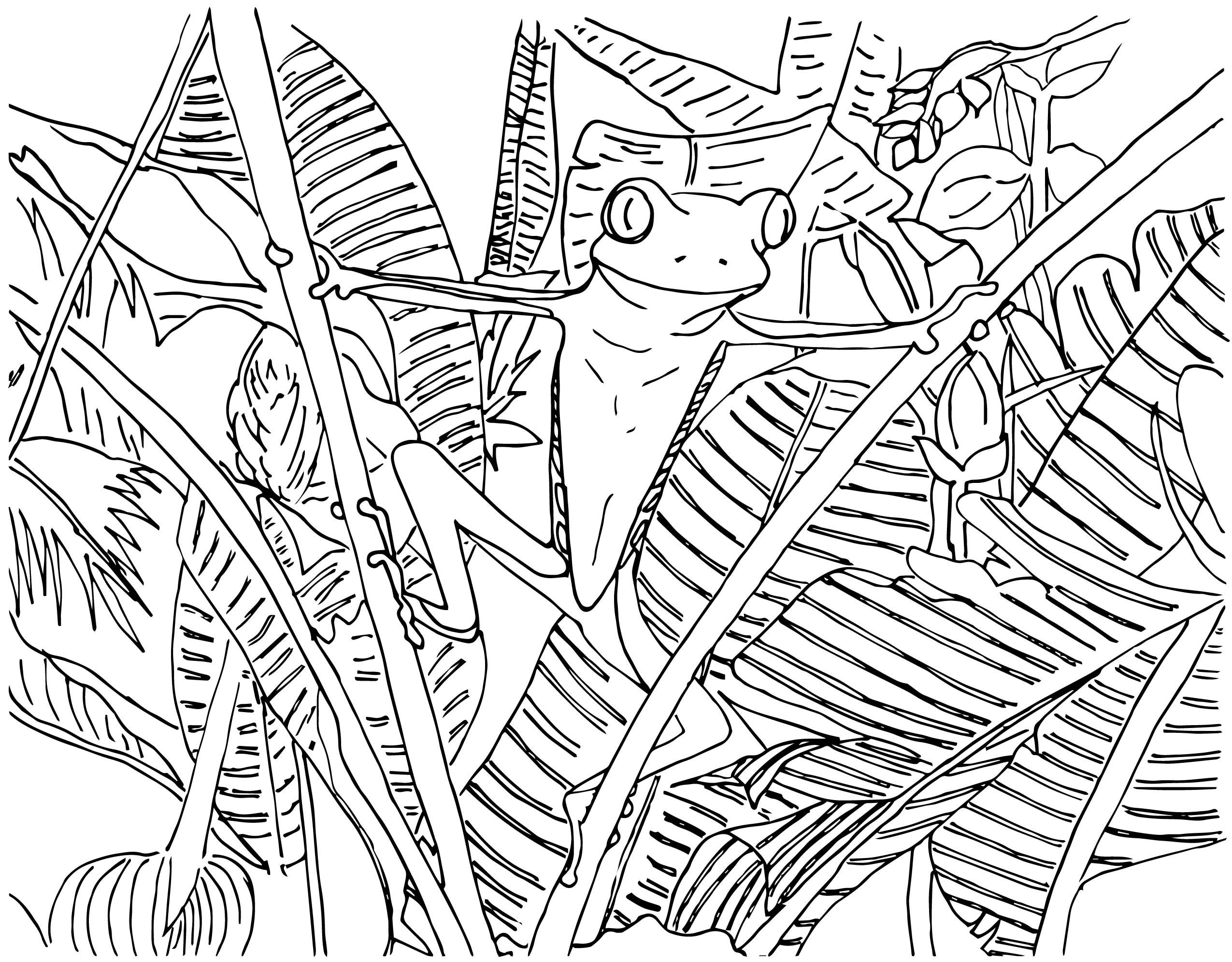 Tropical Tree Frog Printable Coloring Page Digital Art - Etsy Ireland