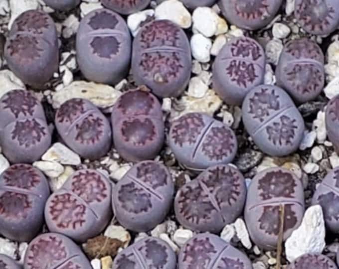 Sato's Violet - Purple - Lithops Salicola Bacchus SEEDS! - Etsy