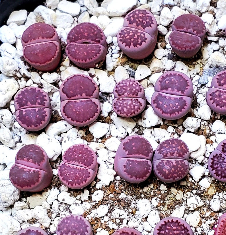 Sato's Violet Purple Lithops Salicola Bacchus Medium - Etsy
