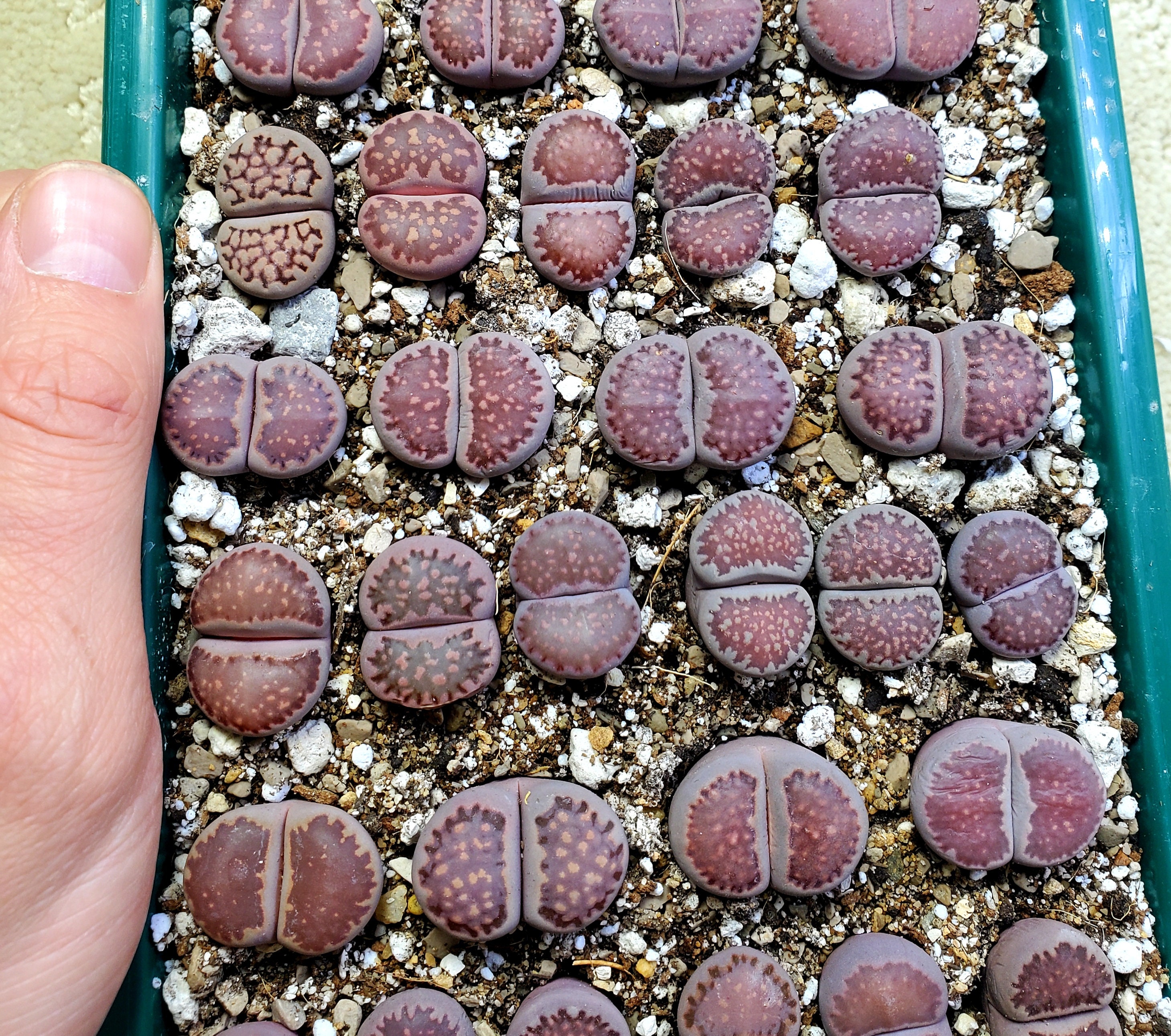 Sato's Violet Purple lithops salicola Bacchus medium | Etsy