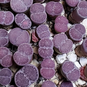 Sato's Violet Purple Lithops Salicola Bacchus SEEDS - Etsy