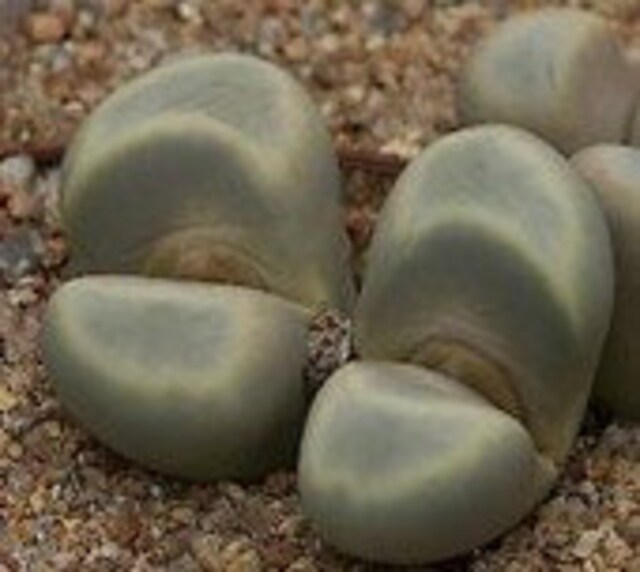 NoteworthyPlants - Etsy