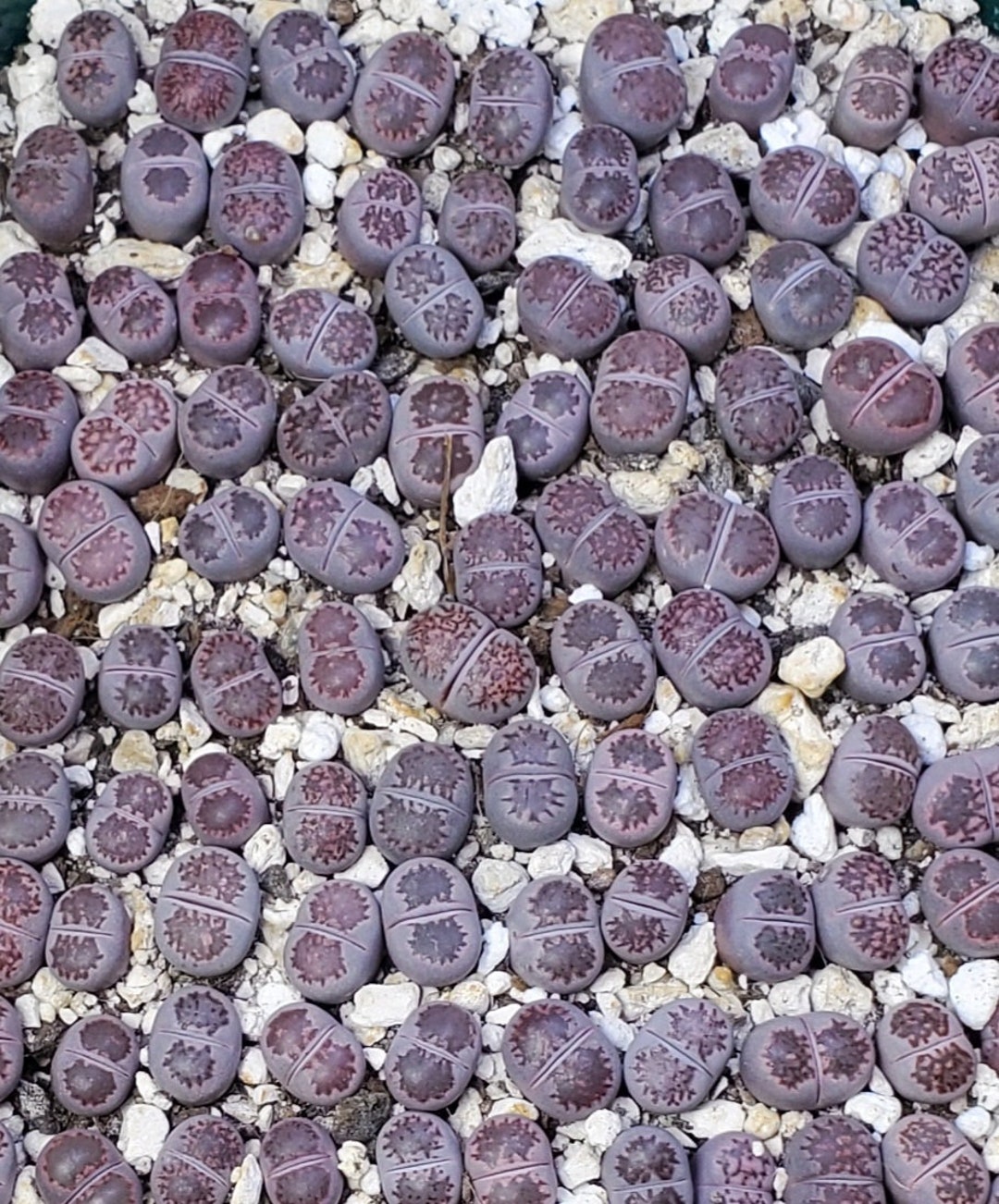 Sato's Violet Purple Lithops Salicola Bacchus SEEDS - Etsy