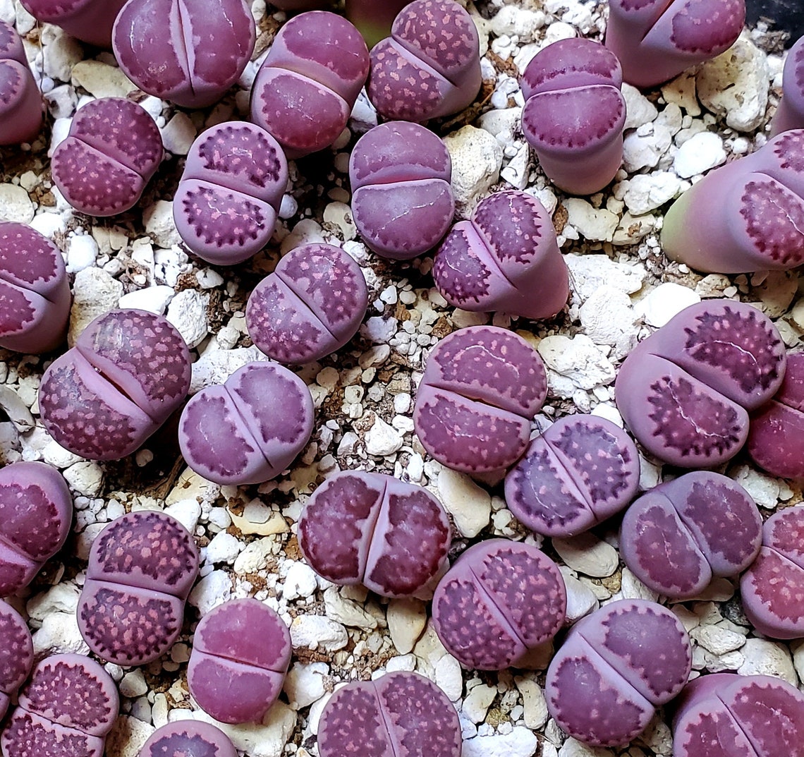 Sato's Violet Purple lithops salicola Bacchus medium - Etsy.de
