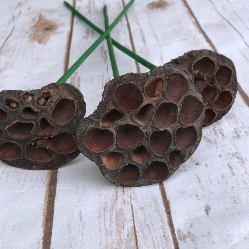 Lotus Pods - Etsy