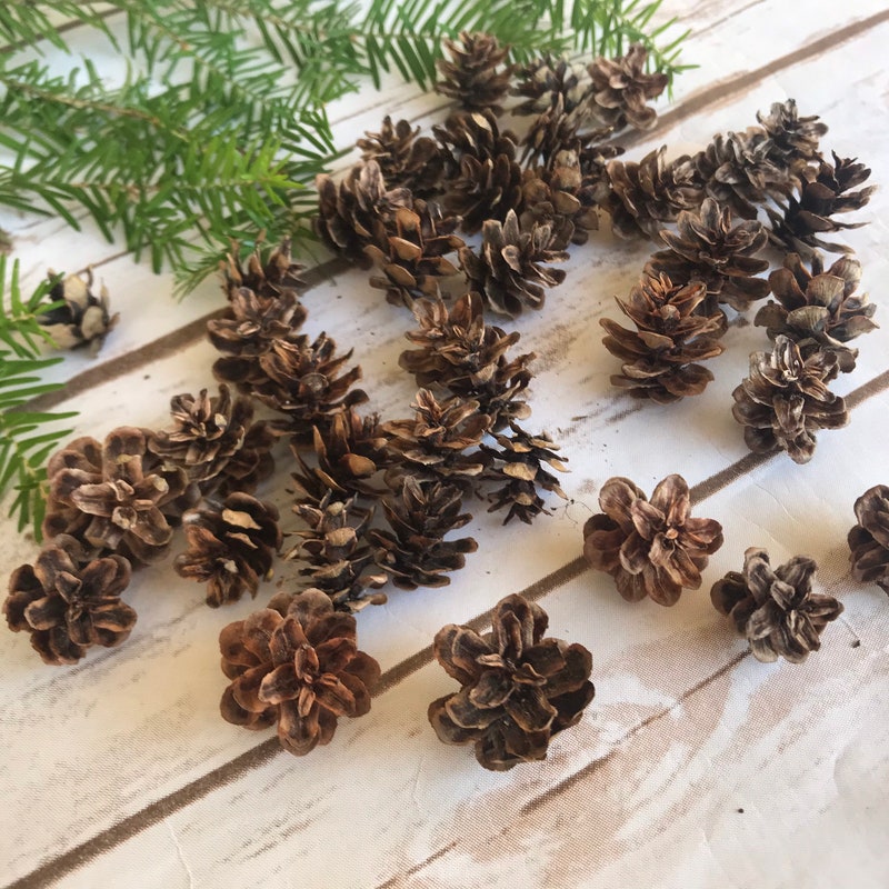 Mini Pinecones - Etsy