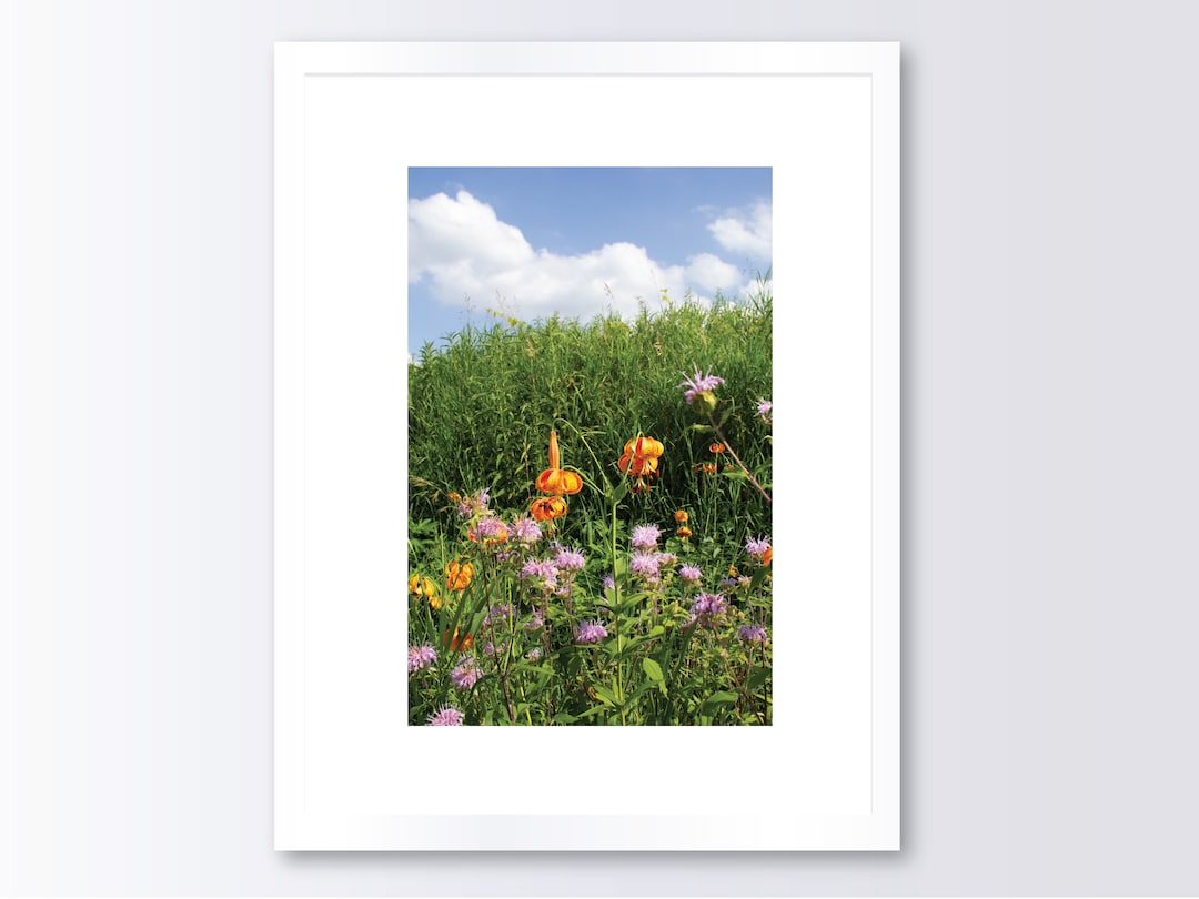 Wildflower Photograph, Colorful Photography Print, Wildflower Art, Wall ...