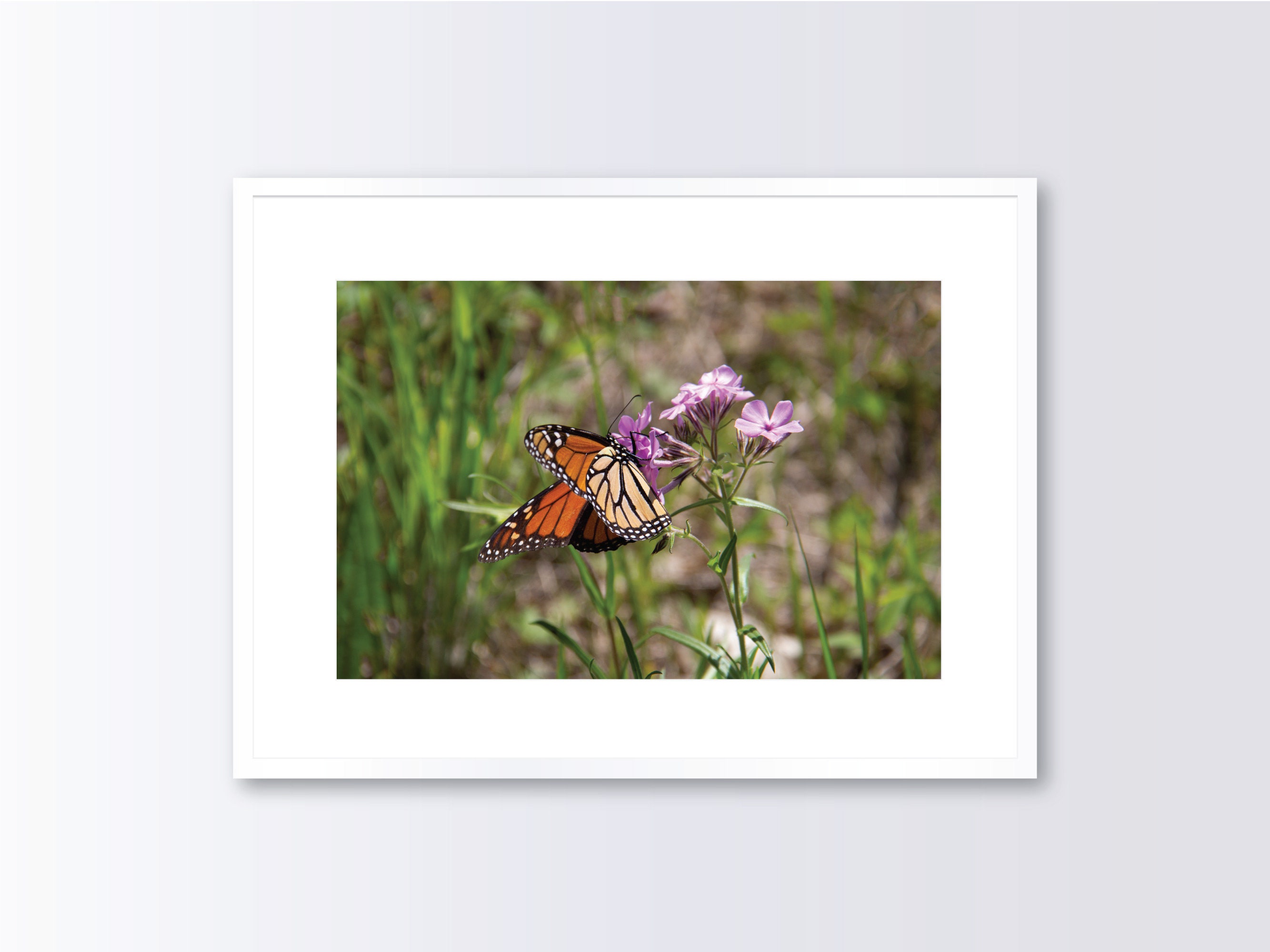 Butterflies Flying Away Tumblr