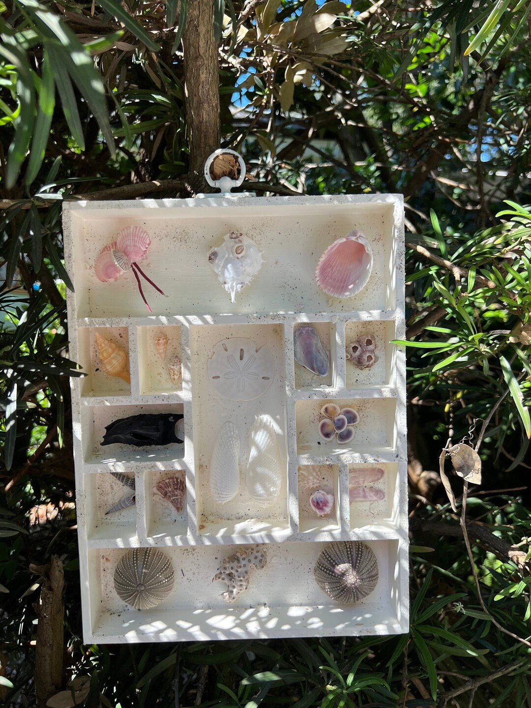 Printers Tray With Seashells,vintage Printer Tray Shell Collection ...