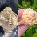 1 Lb Bulk Whelk Shells, Sanibel_bulk_shells,crafting,terrariums and ...