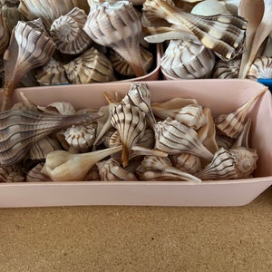 1 Lb Bulk Whelk Shells, Sanibel_bulk_shells,crafting,terrariums and ...