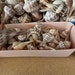 1 Lb Bulk Whelk Shells, Sanibel_bulk_shells,crafting,terrariums and ...