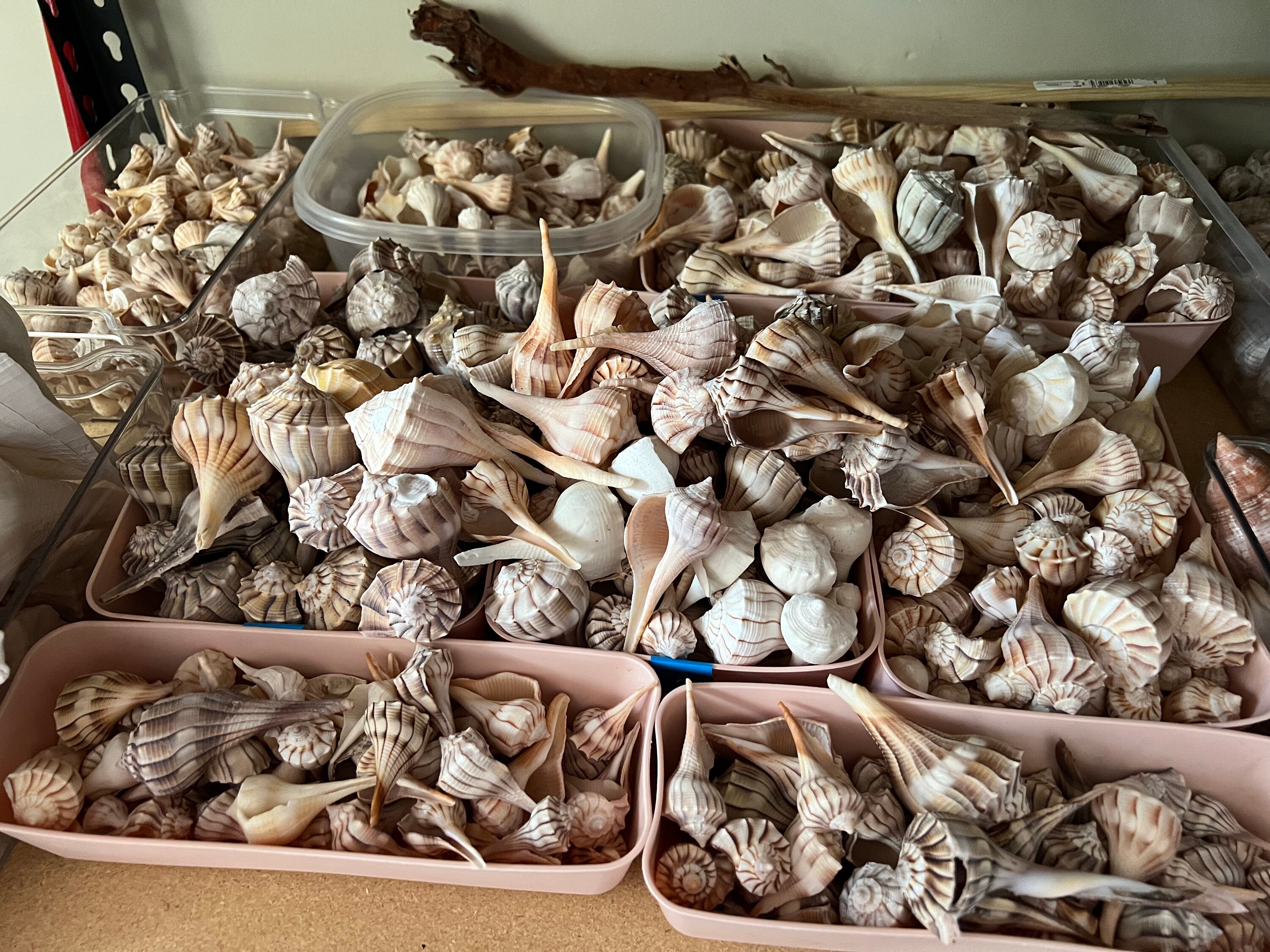 1 Lb Bulk Whelk Shells, Sanibel_bulk_shells,crafting,terrariums and ...